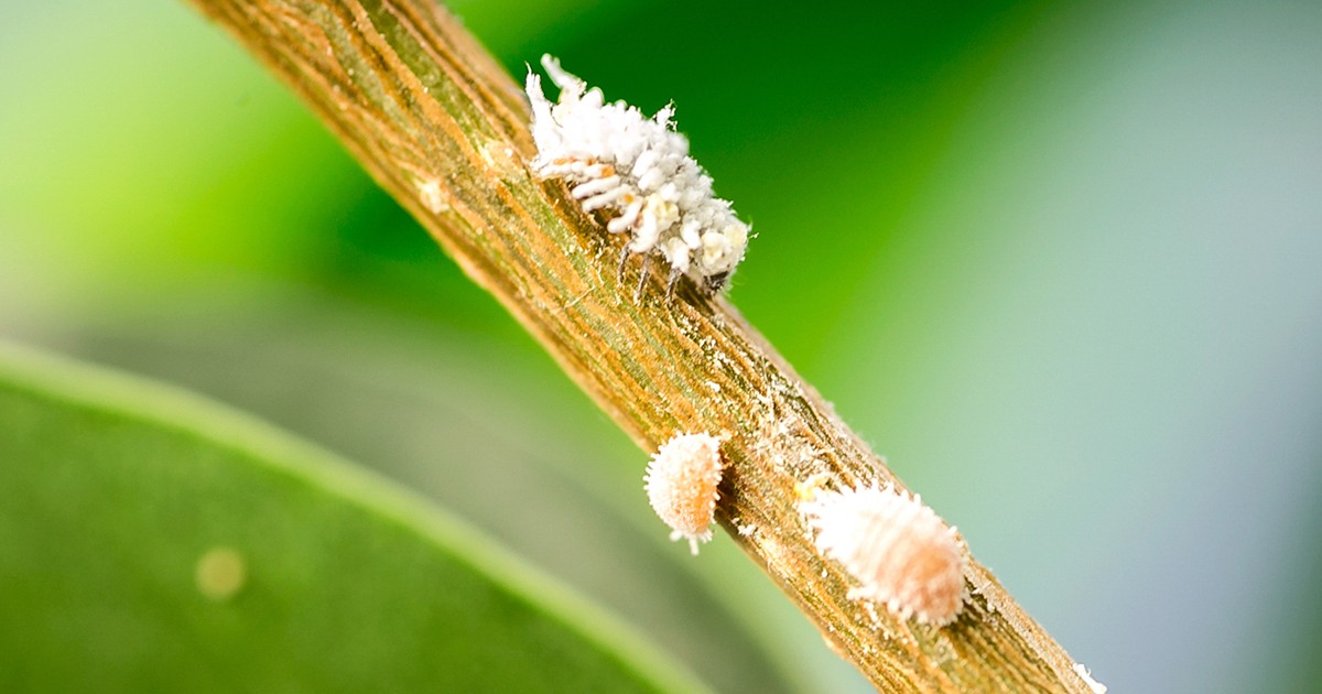 Cryptobug-L – Lady Beetle for Mealybug Control